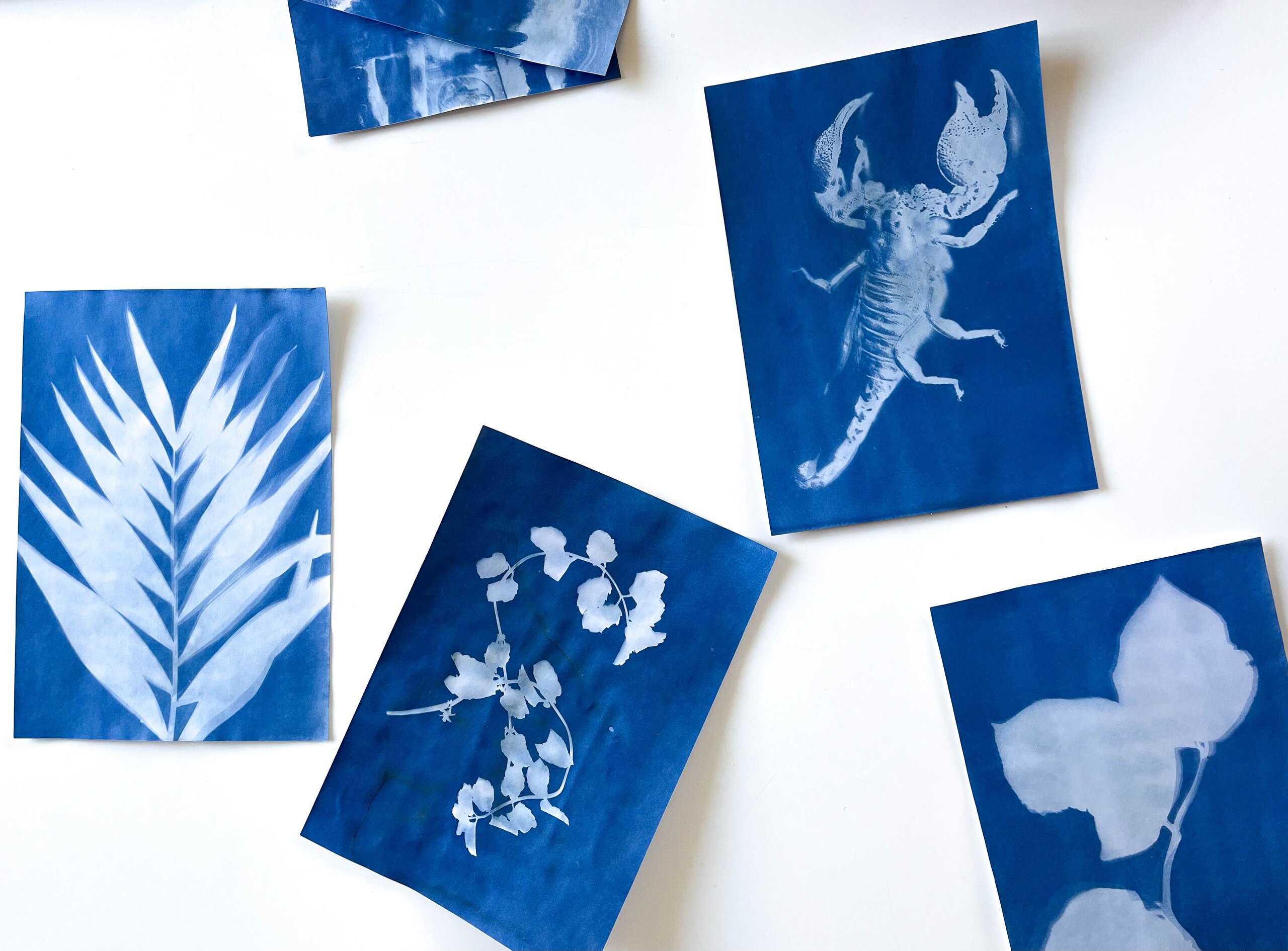 Workshop i Cyanotypi i naturen - blåtryk med solens lys